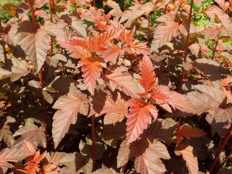 Ninebark [Lady in Red] (Physocarpus opulifolius 'Lady in Red ...