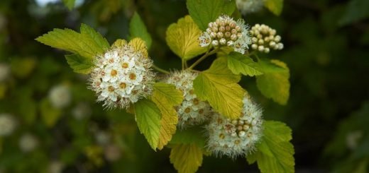 Ninebark [Lady in Red] (Physocarpus opulifolius 'Lady in Red ...