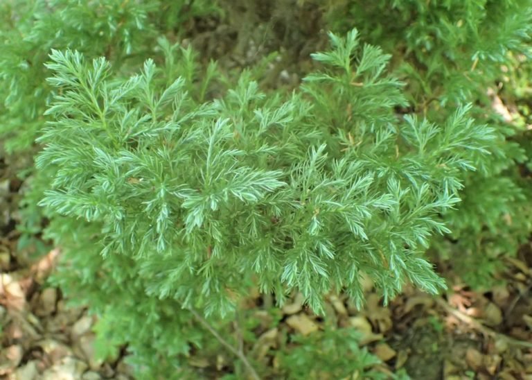 Sawara cypress 'Boulevard' (Chamaecyparis pisifera 'Boulevard ...