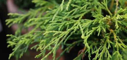 Sawara cypress 'Golden Mop' (Chamaecyparis pisifera 'Golden Mop ...