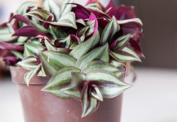 Silver inch plant (Tradescantia zebrina) - growing guides