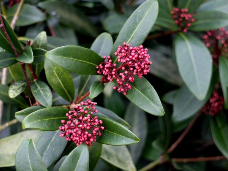 Skimmia 'Rubella' (Skimmia japonica 'Rubella') - growing guides