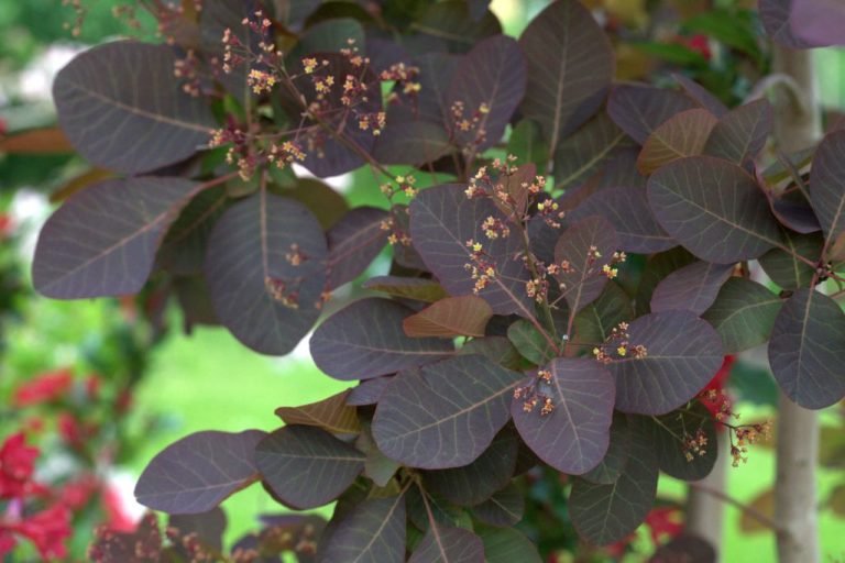 Smoke tree 'Grace' (Cotinus 'Grace') - growing guides