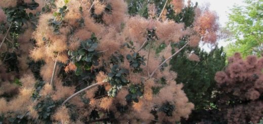 Smoke tree 'Grace' (Cotinus 'Grace') - growing guides