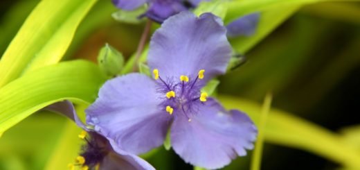 Spider lily 'Osprey' (Tradescantia 'Osprey') - growing guides