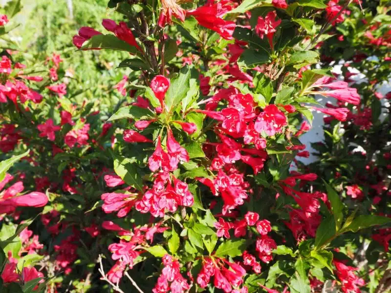 Weigela 'Red Prince' - growing guides