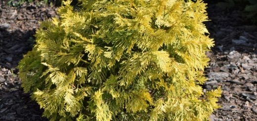 White cedar 'Danica' (Thuja occidentalis 'Danica') - growing guides