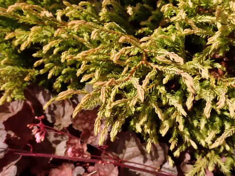 White cedar 'Golden Tuffet' (Thuja occidentalis 'Golden Tuffet ...
