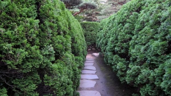 White cedar 'Holmstrup' (Thuja occidentalis 'Holmstrup') - growing guides