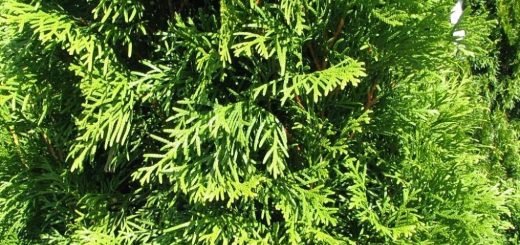 White cedar 'Danica' (Thuja occidentalis 'Danica') - growing guides