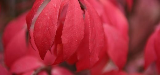 Compact winged spindle (Euonymus alatus 'Compactus') - growing guides