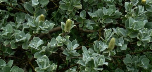 Willow 'Boydii' (Salix 'Boydii') - growing guides