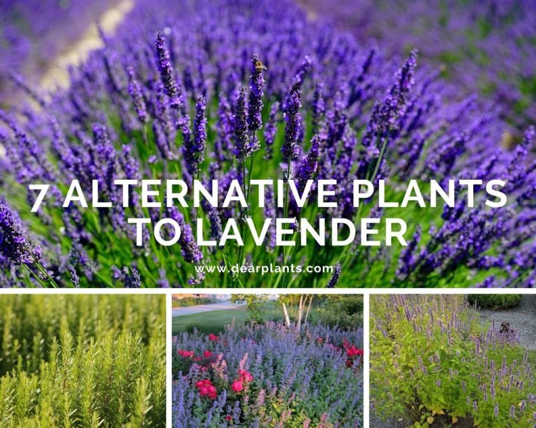 7 Alternative Plants to Lavender for Your Garden - Dear Plants